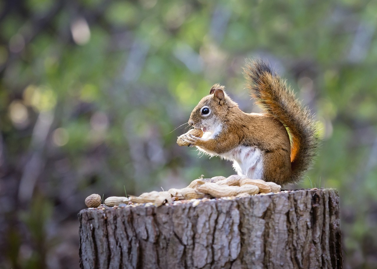 Are red squirrels extinct? - Animal workshops and parties for fun ...