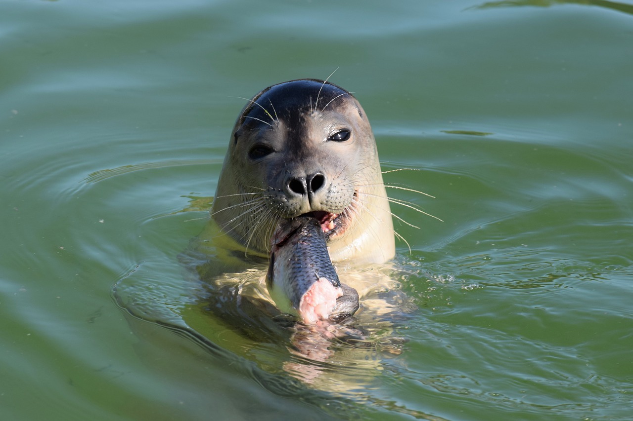 Do seals drink seawater? - Animal workshops and parties for fun ...