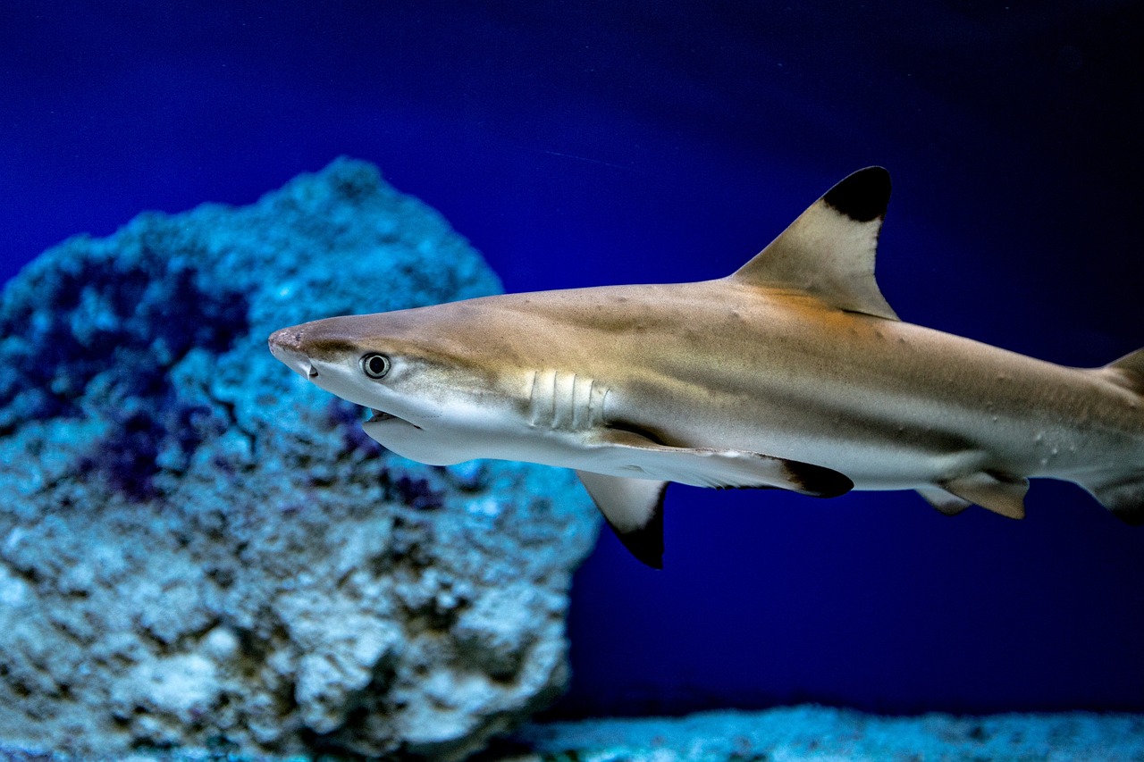 Can Sharks Swim Backwards? - Animal-Club.co.uk