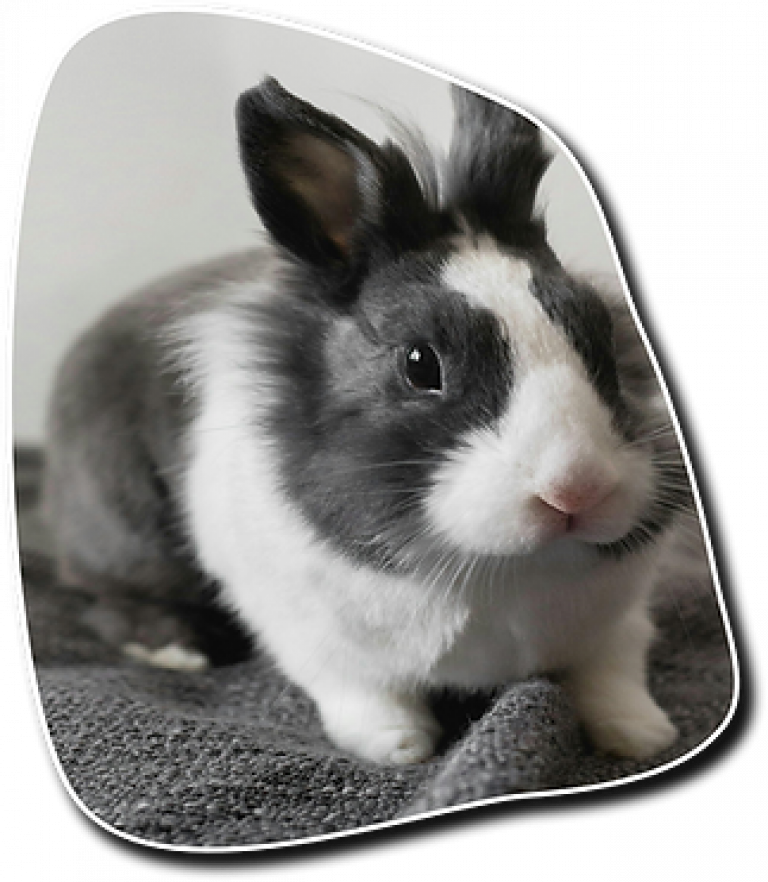 Interactive School Animal Workshops for Hands-on Learning