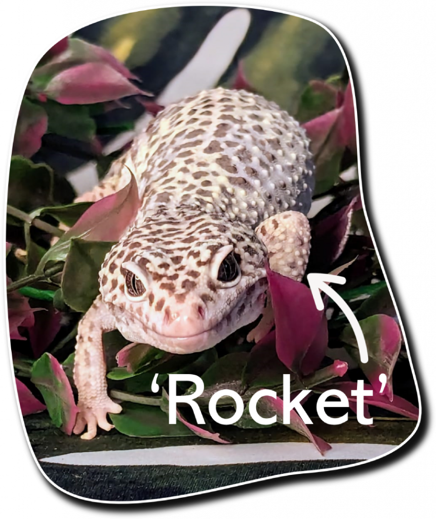 Geckos: A Colorful and Adorable Pet Choice
