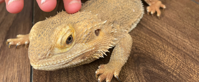 Unforgettable Animal Handling Experiences in Leeds