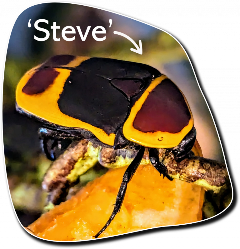 Sun Beetles: The Colorful Insect of Tropical Africa