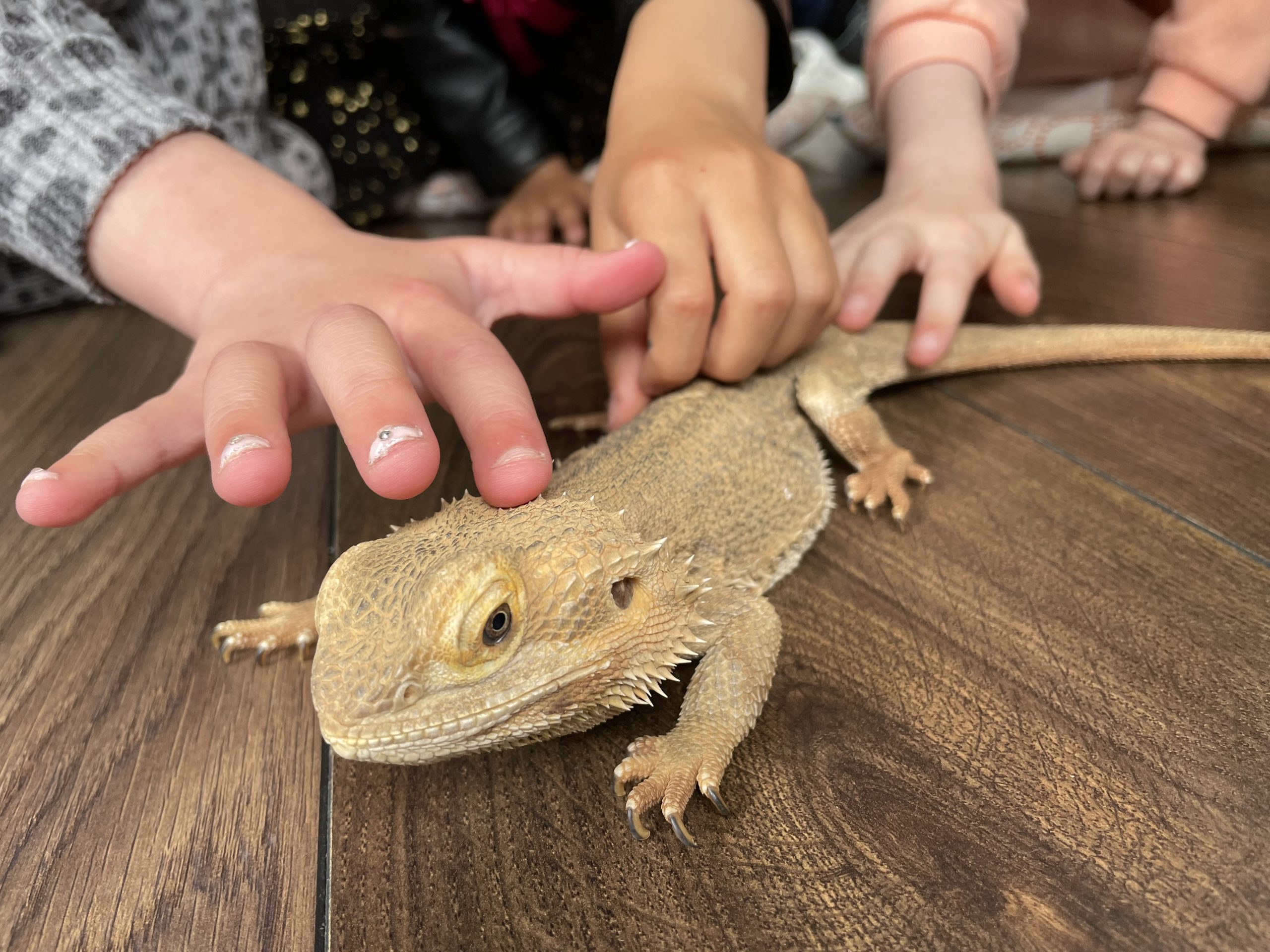 Marvellous Menagerie: Share Your Animal Moments - Animal workshops and ...