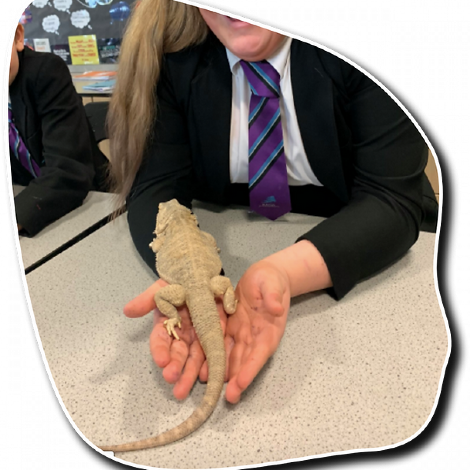 Interactive School Animal Workshops for Hands-on Learning