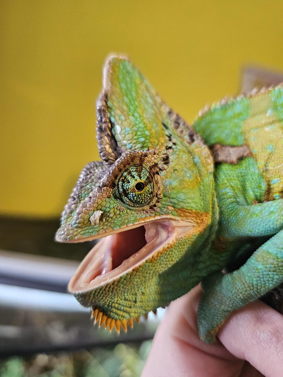 Chameleon: A Fascinating Educational Tool - Animal workshops and ...