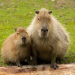 Capybara Famous: The World's Largest Rodent
