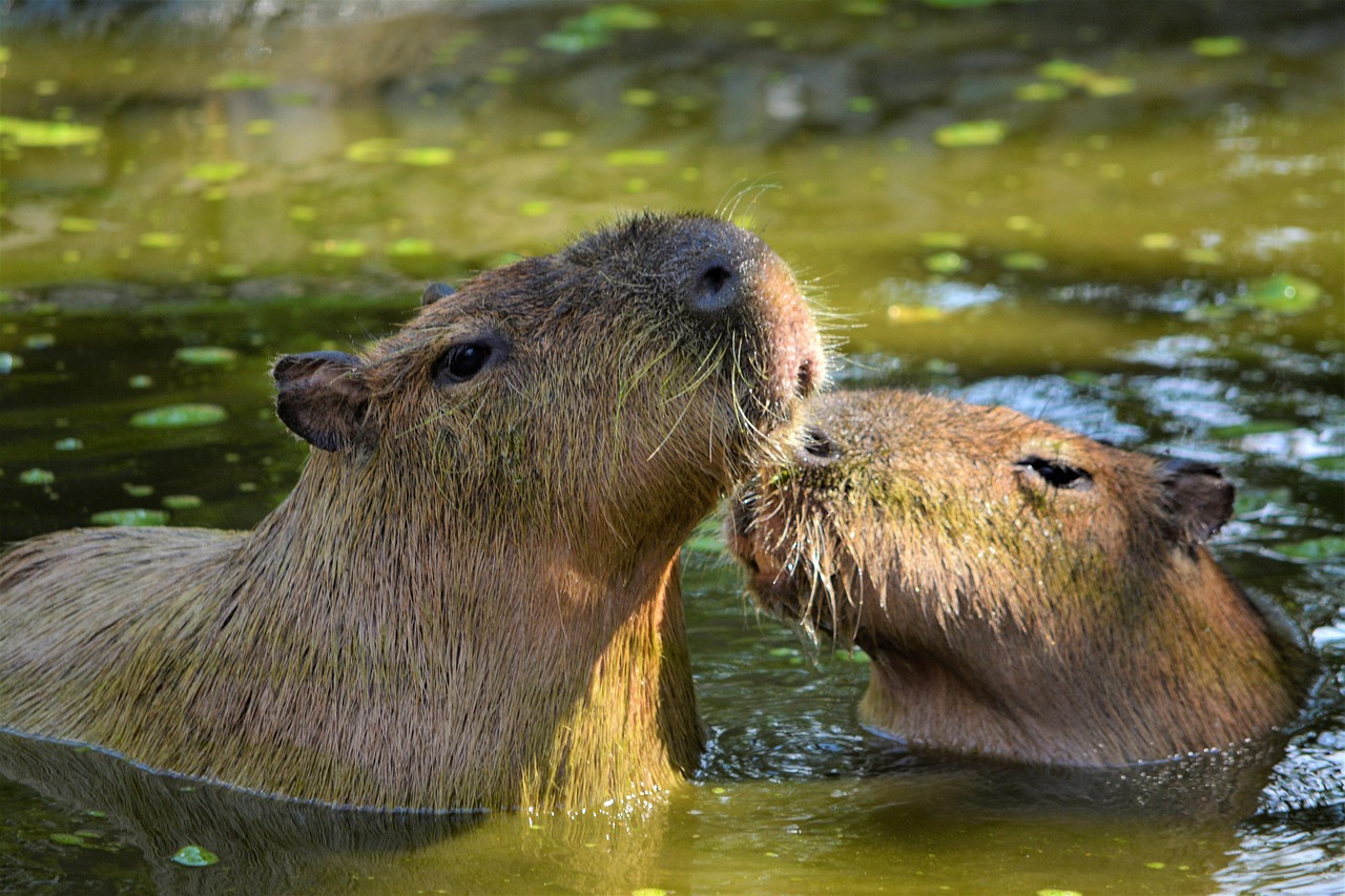 Capybara Famous: The World's Largest Rodent