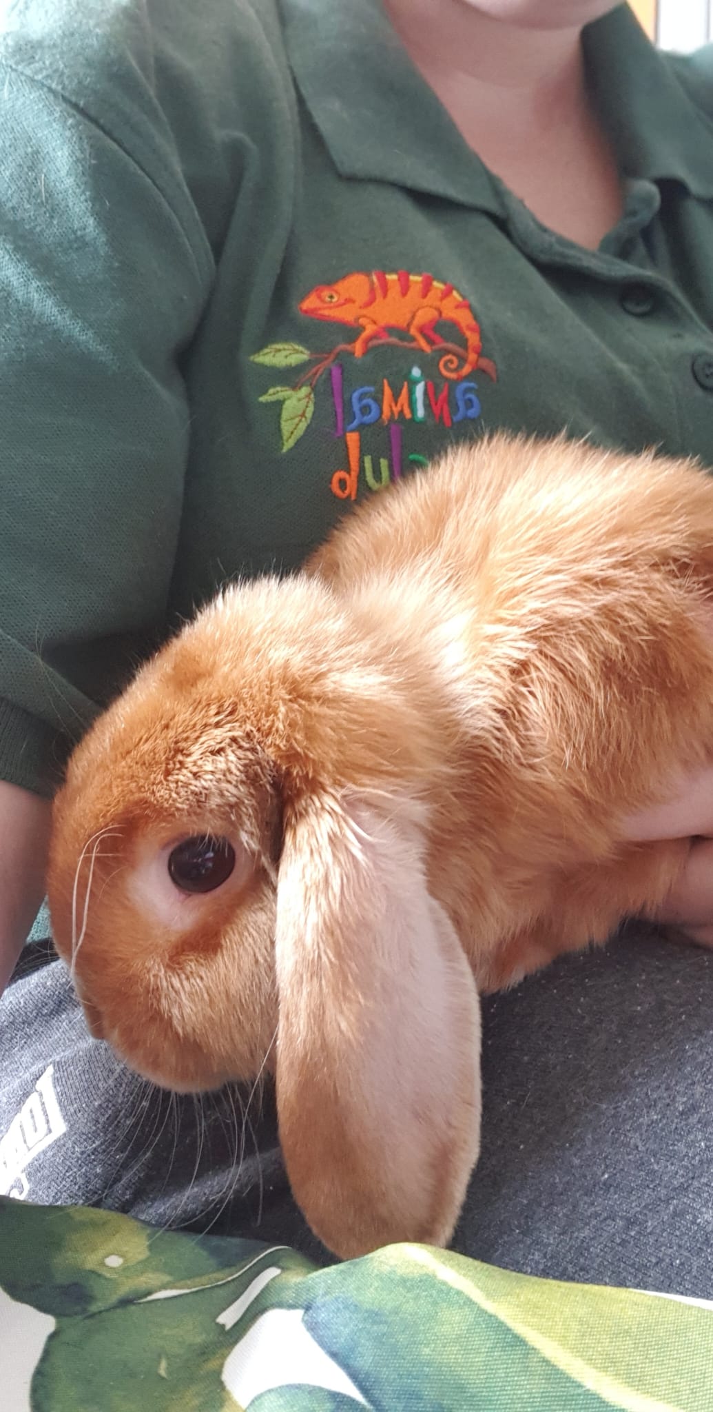 Rabbit: The Importance of These Beloved Creatures - Animal workshops ...