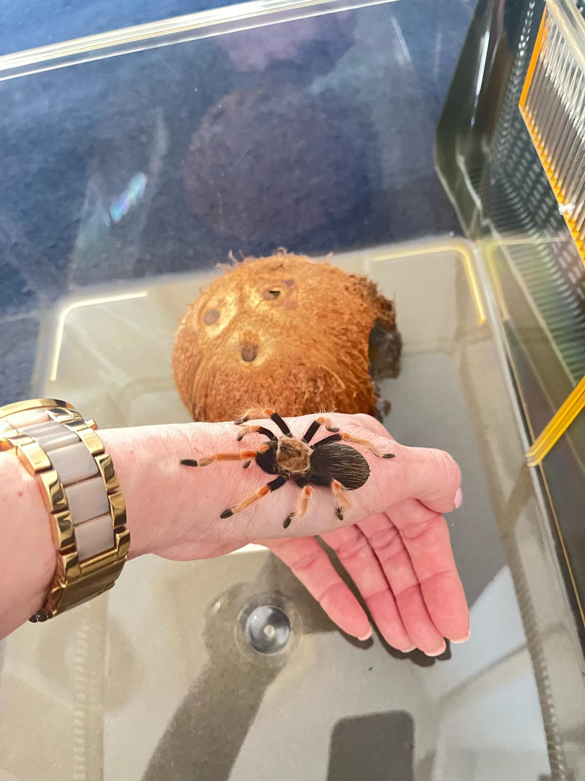 Tarantula Feet: Fascinating Facts About These Arachnids - Animal ...