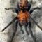 Tarantula Feet: Fascinating Facts About These Arachnids - Animal ...
