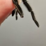 Tarantula Feet: Fascinating Facts About These Arachnids - Animal ...