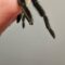 Tarantula Feet: Fascinating Facts About These Arachnids - Animal ...