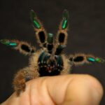 Tarantula Feet: Fascinating Facts About These Arachnids - Animal ...