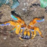 Tarantula Feet: Fascinating Facts About These Arachnids - Animal ...