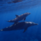 Echolocation Explained: How Animals See Sound