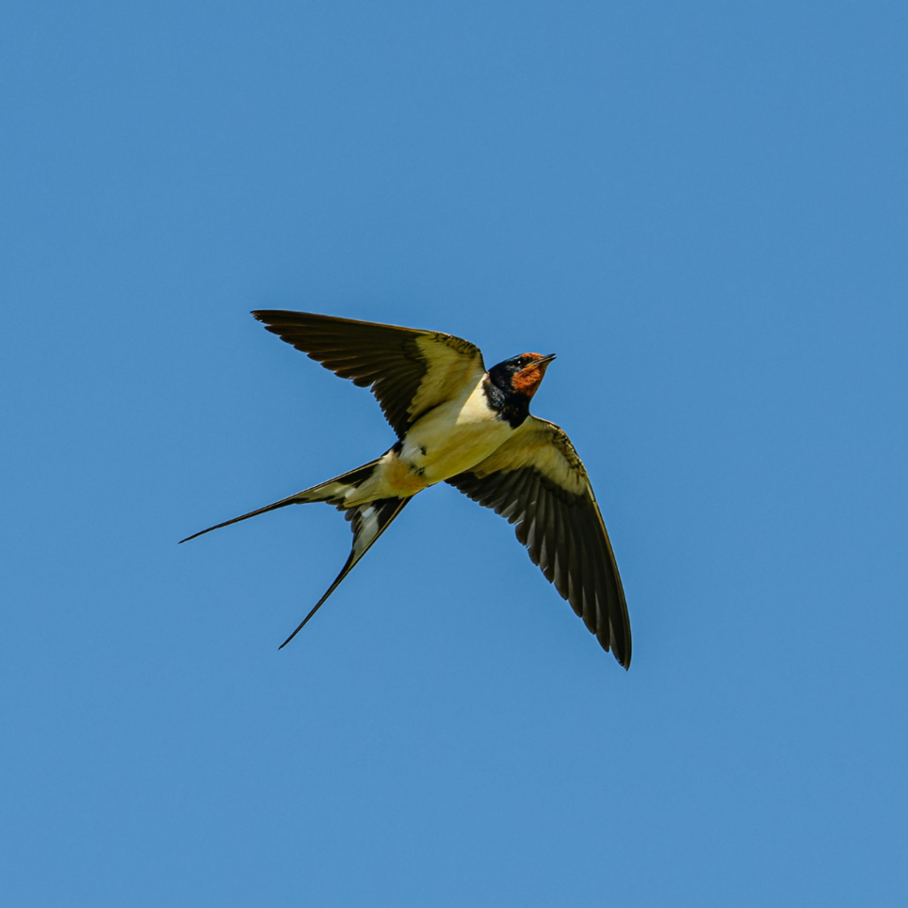 Echolocation Explained: How Animals See Sound