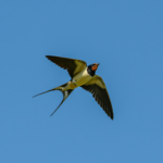 Echolocation Explained: How Animals See Sound